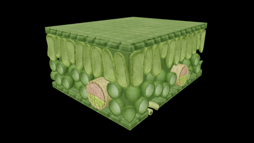 叶片的结构_火花学院