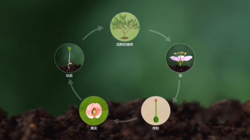 被子植物的生命周期_火花学院